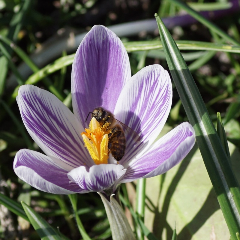 Biologische voorjaarsbloeiers I Natural Bulbs